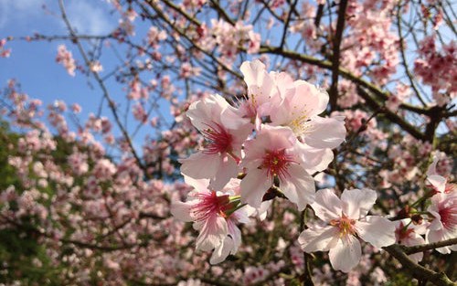 Graphql Understanding Spring Data Jpa Spring Boot — Part