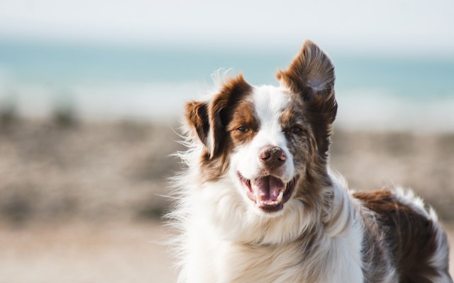 Explainable AI: SHAP, XAI Methods, and .NET Integration