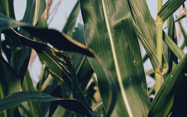 Distributed Task Queue With Python asyncio + Redis