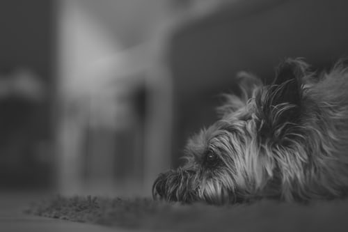 Develop A Rest Api Using Java And Jetty
